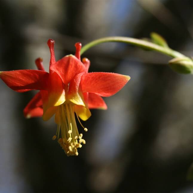 Aquilegia formosa (western columbine) seeds | Willamette Wildlings