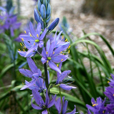 Bulb - Camassia quamash (common camas) bare root bulb SOLD OUT FOR 2024 ...