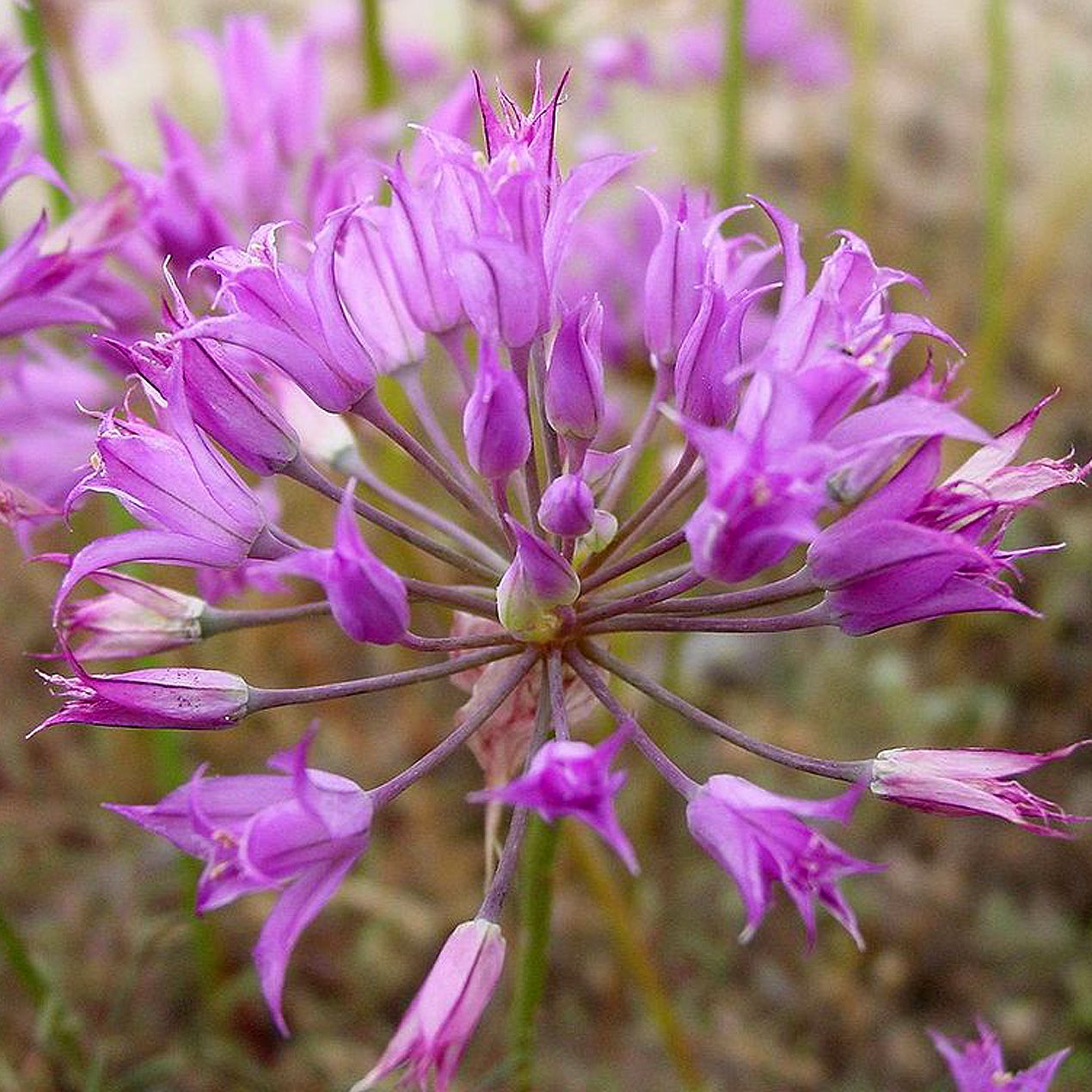 Bulb - Allium acuminatum (tapertip onion) bare root bulb - AVAILABLE IN ...