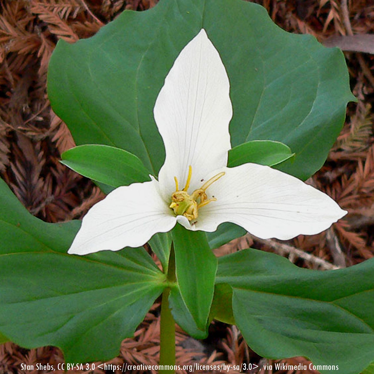 Bulb - Trillium ovatum (western trillium) bare root bulb - AVAILABLE IN ...