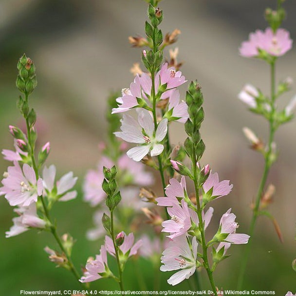 Sidalcea campestris (meadow checkermallow) seeds | Willamette Wildlings