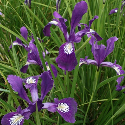 Iris tenax (Oregon iris) seeds | Willamette Wildlings