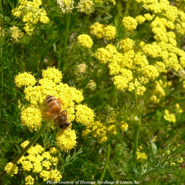 Lomatium utriculatum (Spring gold) seeds | Willamette Wildlings